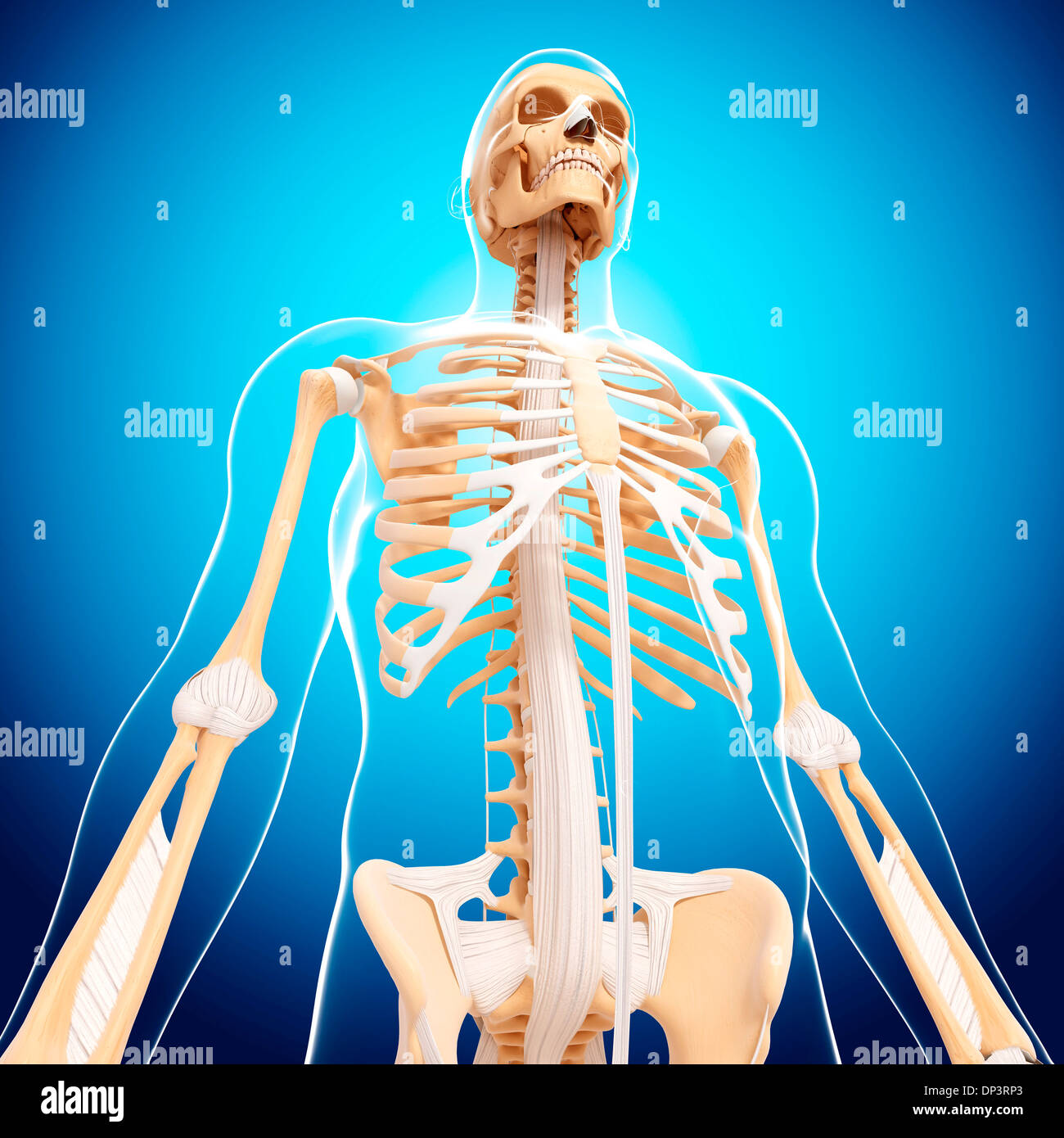 Human skeleton, artwork Stock Photo - Alamy