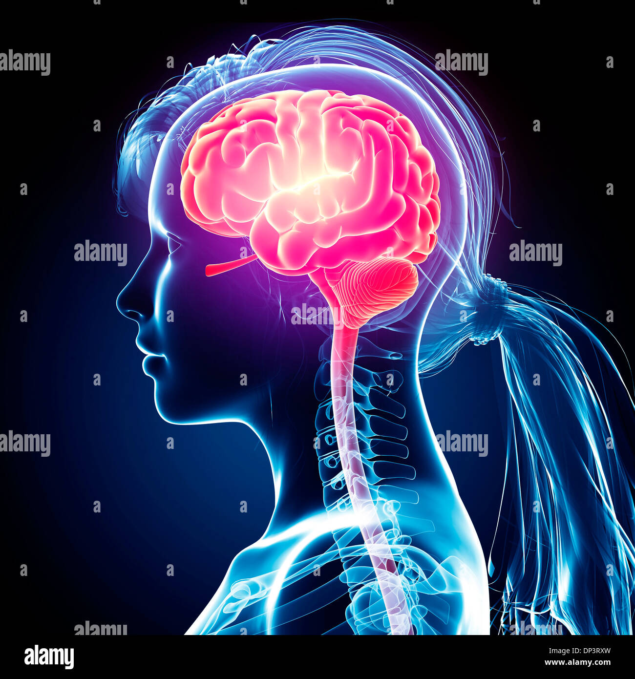 Female brain, artwork Stock Photo - Alamy