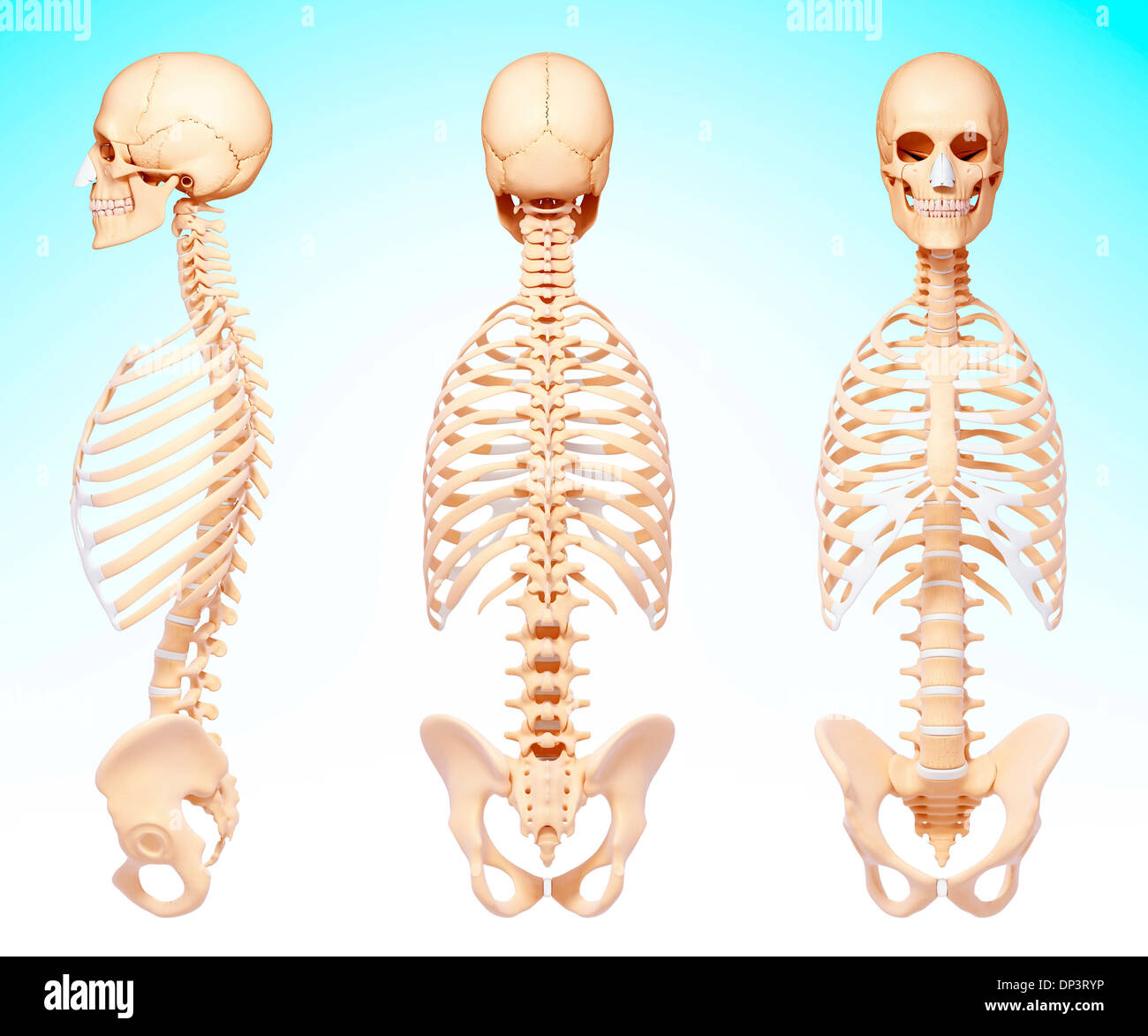 Front side view skeleton hi-res stock photography and images - Alamy
