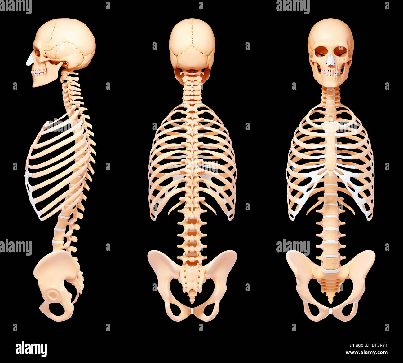 Front side view skeleton hi-res stock photography and images - Alamy