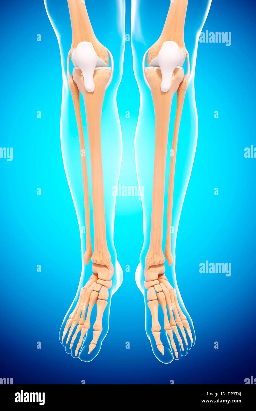 Human leg bones, artwork Stock Photo - Alamy