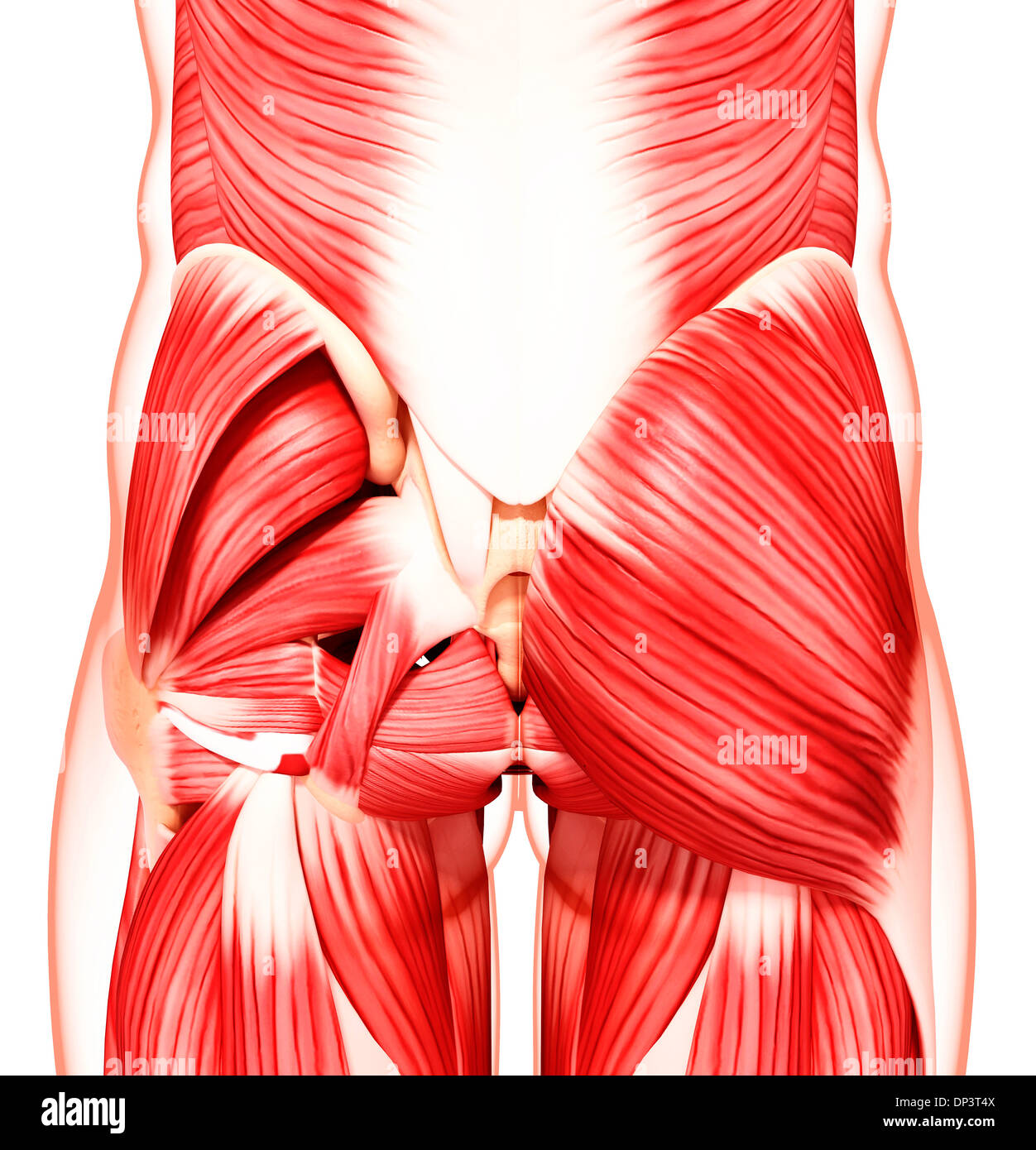 Human musculature, artwork Stock Photo - Alamy