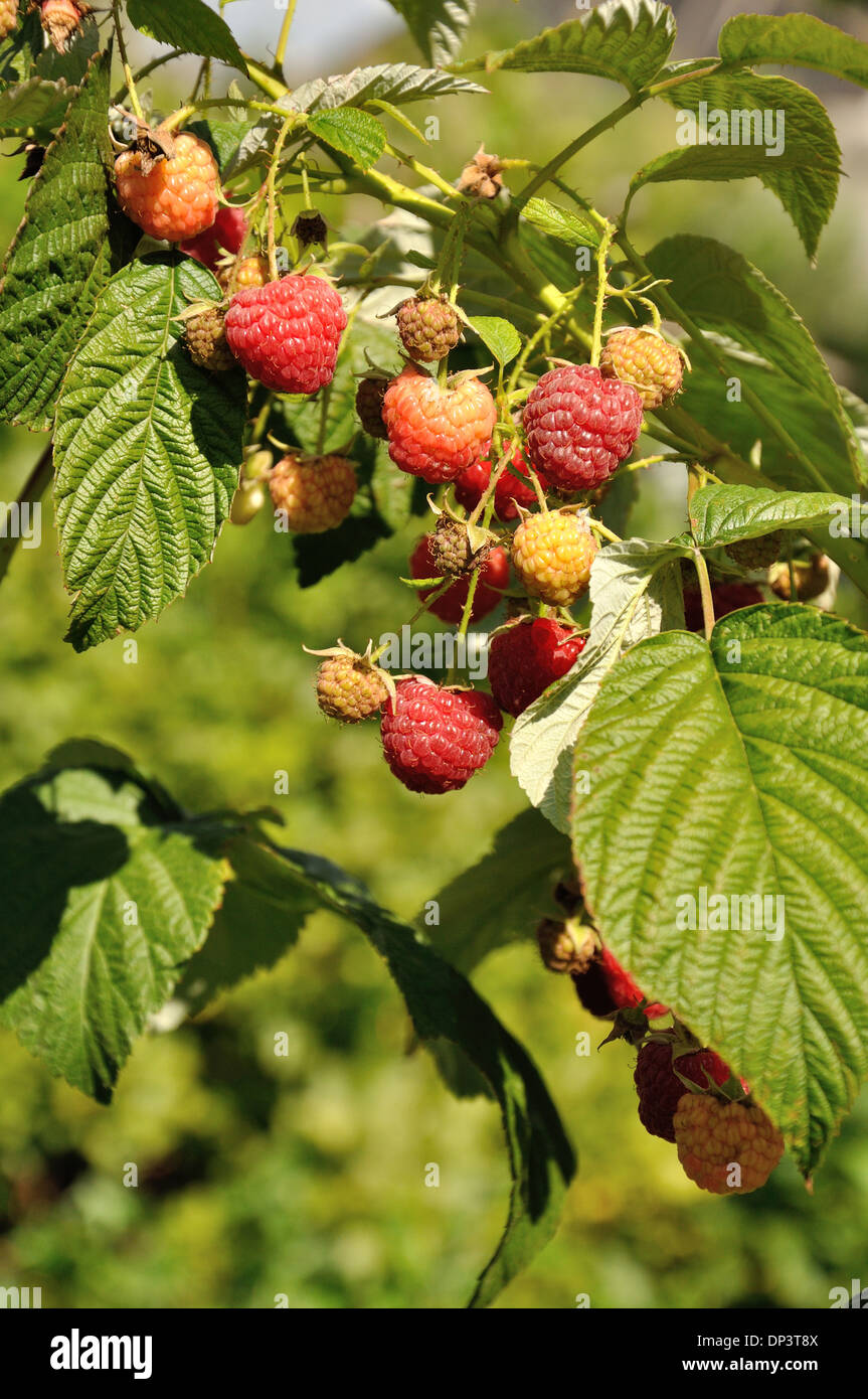 Raspberry plant close up hi-res stock photography and images - Alamy