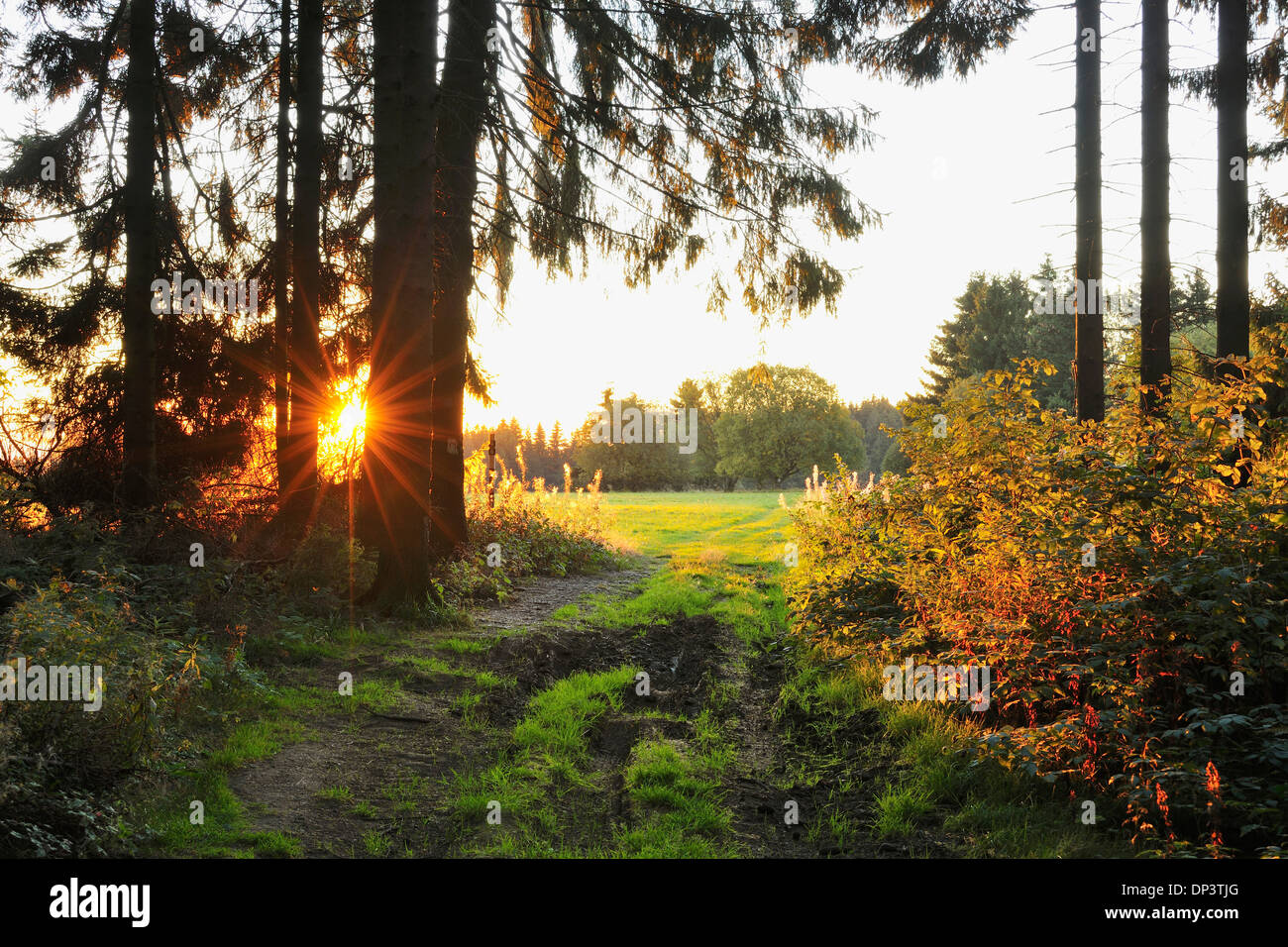 Forest Path with Morning Sunlight, Fladungen, Rhon Mountains, Bavaria ...