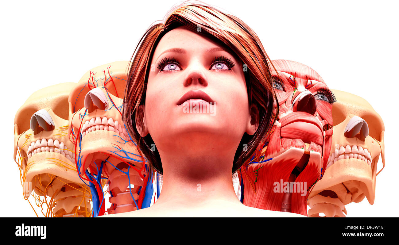 Female anatomy, artwork Stock Photo - Alamy