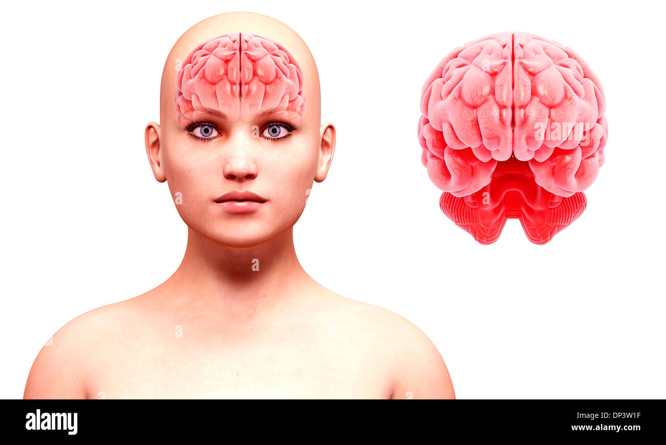 Human brain anatomy, artwork Stock Photo - Alamy