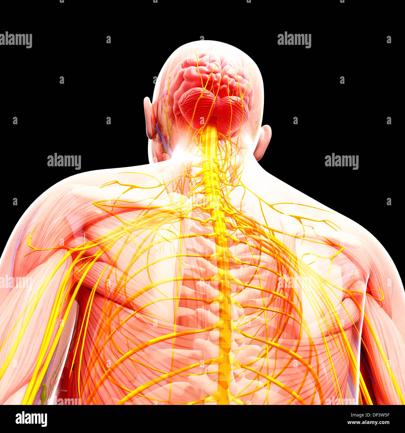 Human nervous system, artwork Stock Photo - Alamy