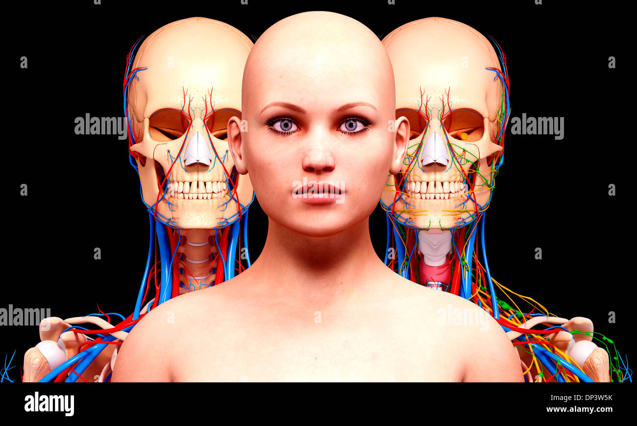 Female anatomy, artwork Stock Photo - Alamy