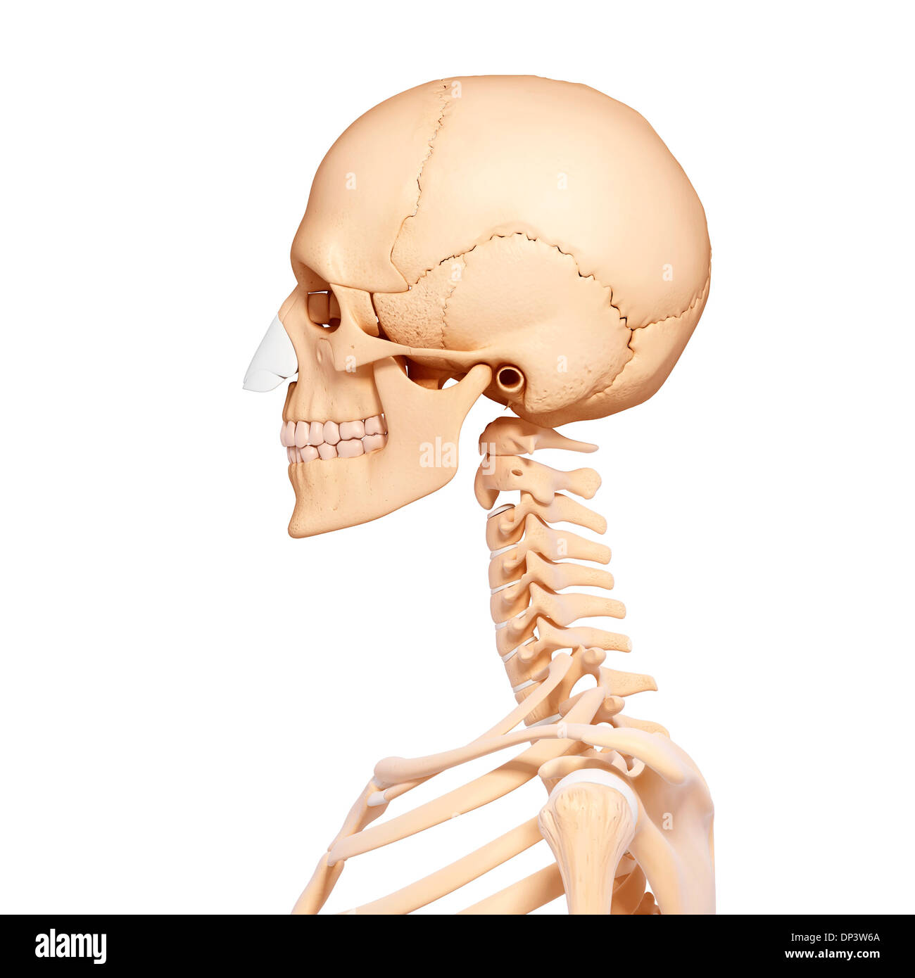 Skeleton tooth hi-res stock photography and images - Alamy