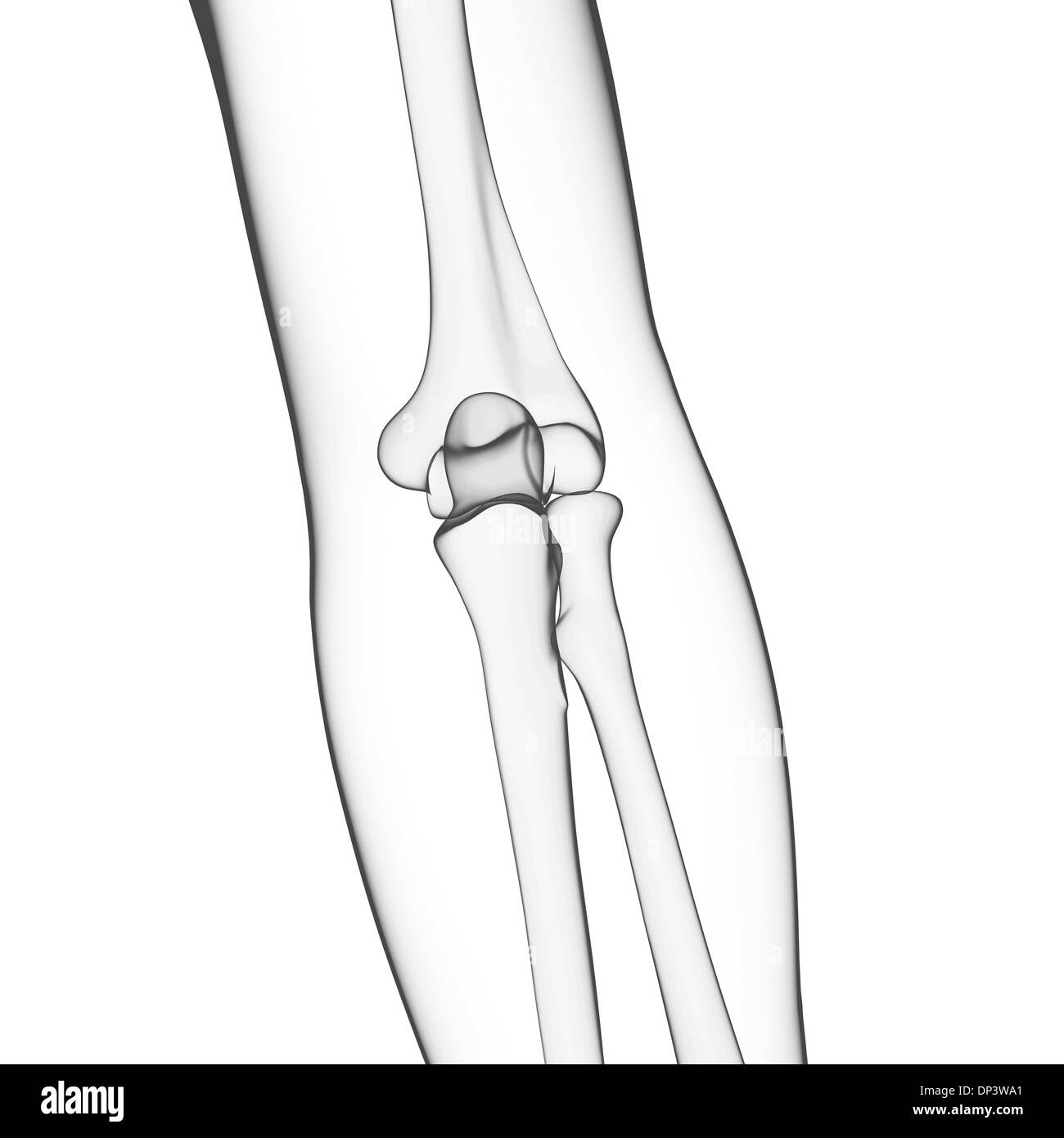 Human arm bones, artwork Stock Photo - Alamy