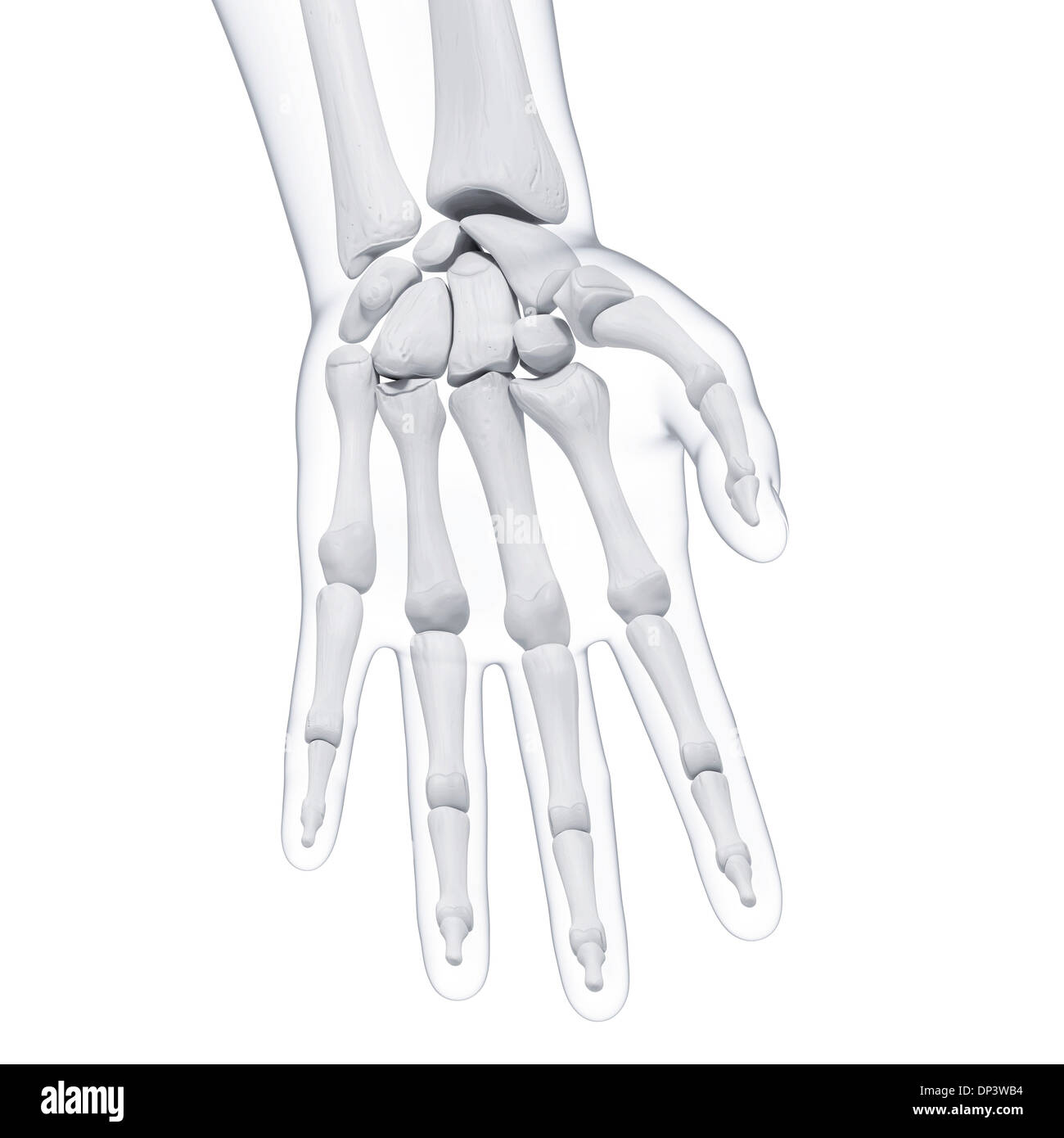 Human hand bones, artwork Stock Photo - Alamy