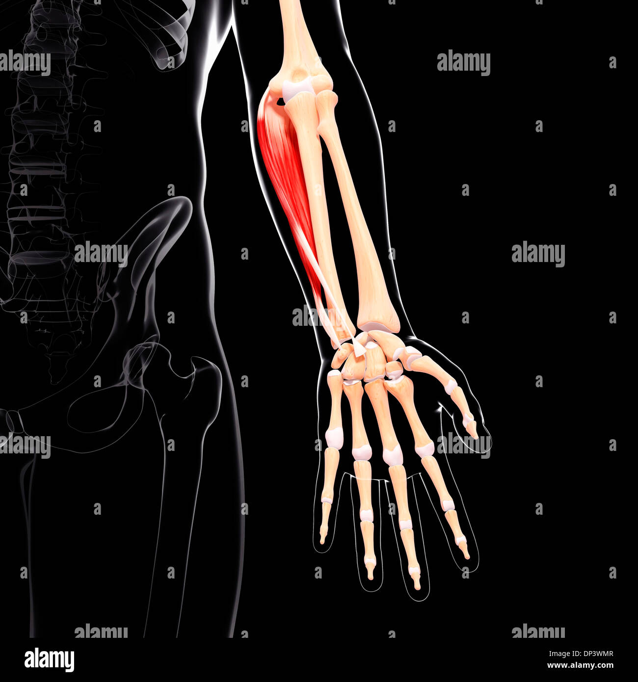 Palmaris longus muscle hi-res stock photography and images - Alamy