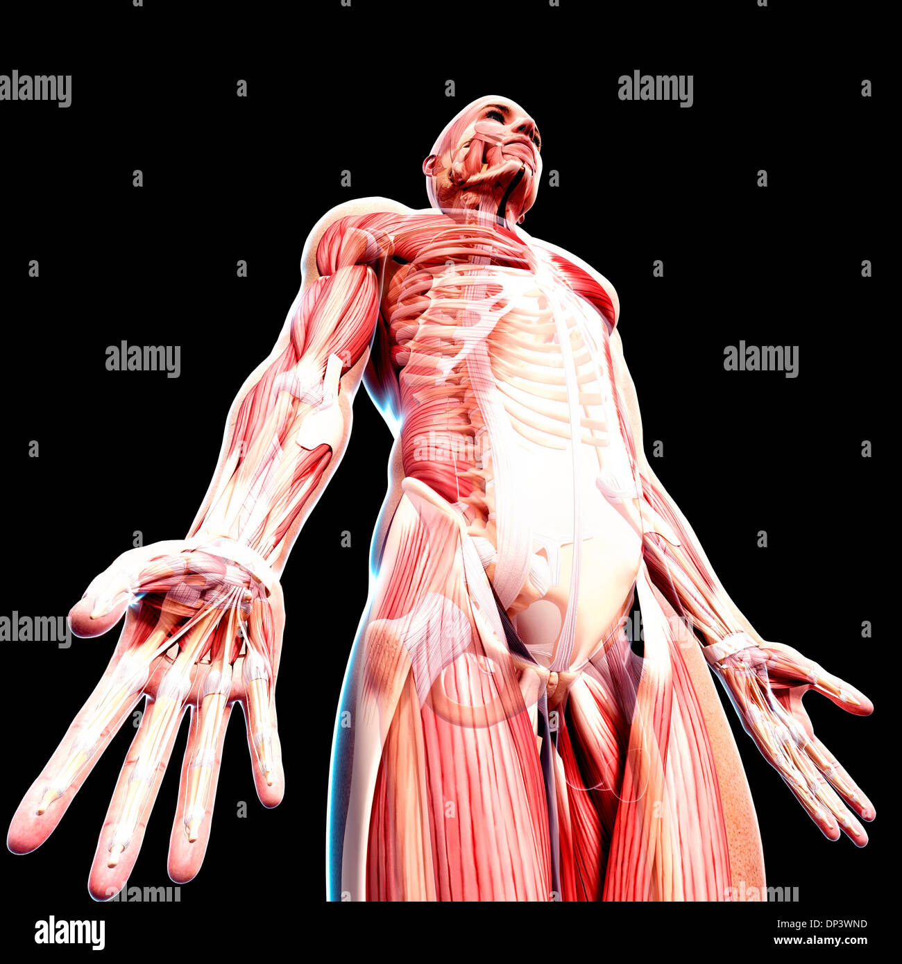 Male musculature, artwork Stock Photo - Alamy