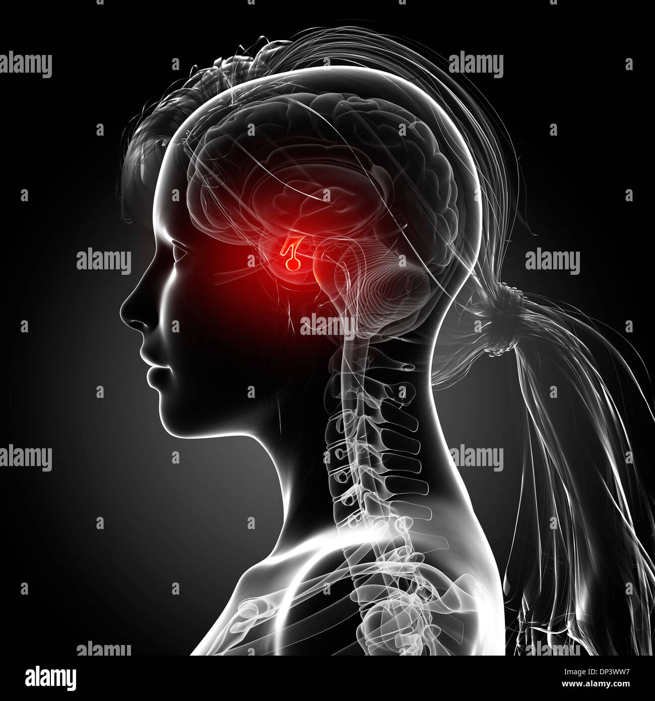 Female brain, artwork Stock Photo - Alamy