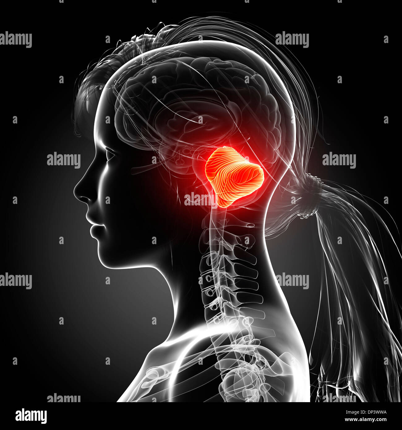 Female brain, artwork Stock Photo - Alamy