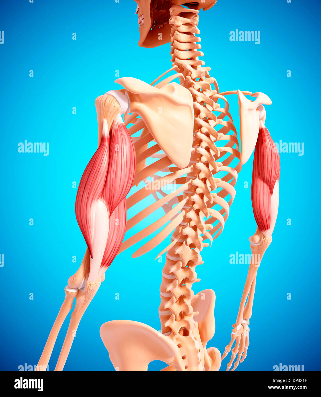 Human arm musculature, artwork Stock Photo - Alamy