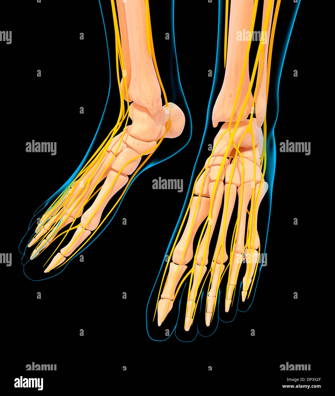 Human foot nervous system, artwork Stock Photo - Alamy