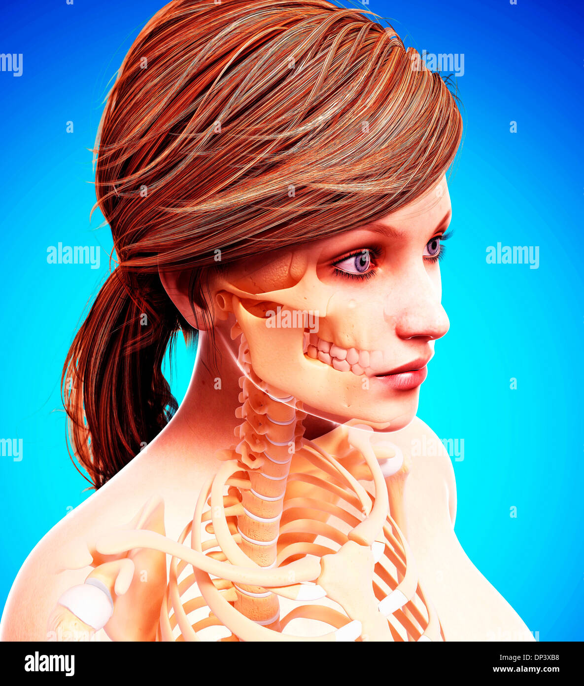 Female skeleton, artwork Stock Photo - Alamy