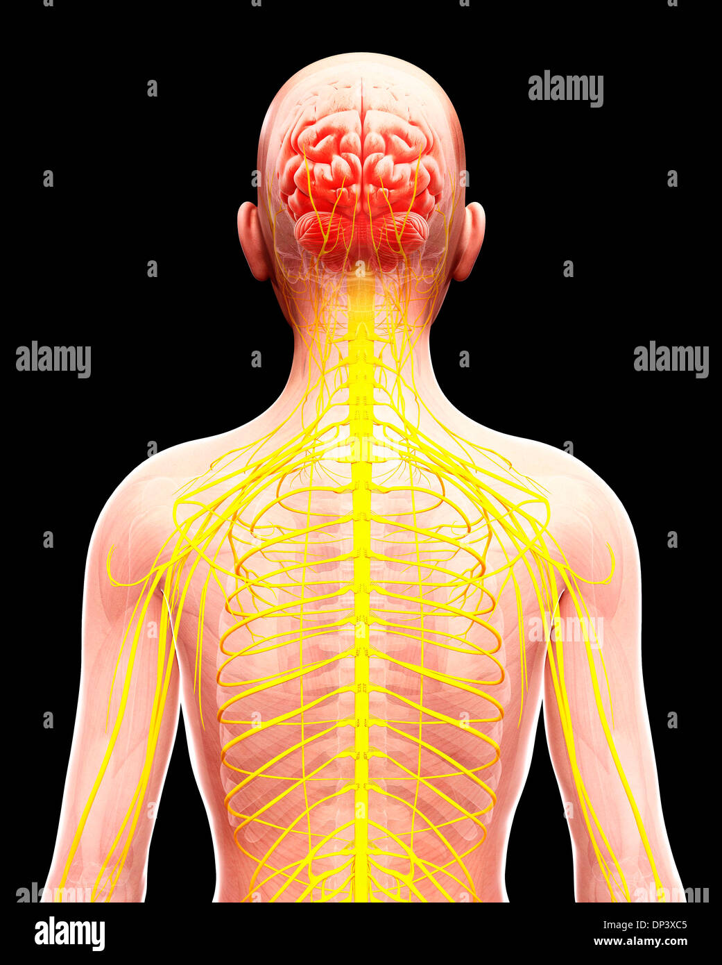 Human nervous system, artwork Stock Photo - Alamy