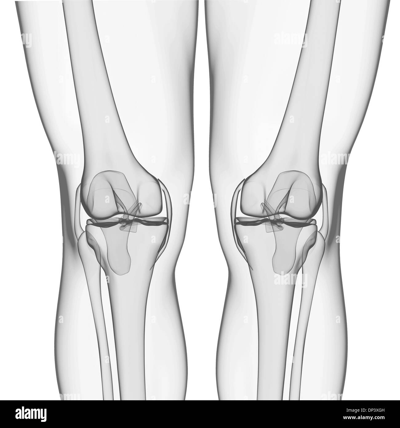 Human leg bones, artwork Stock Photo - Alamy