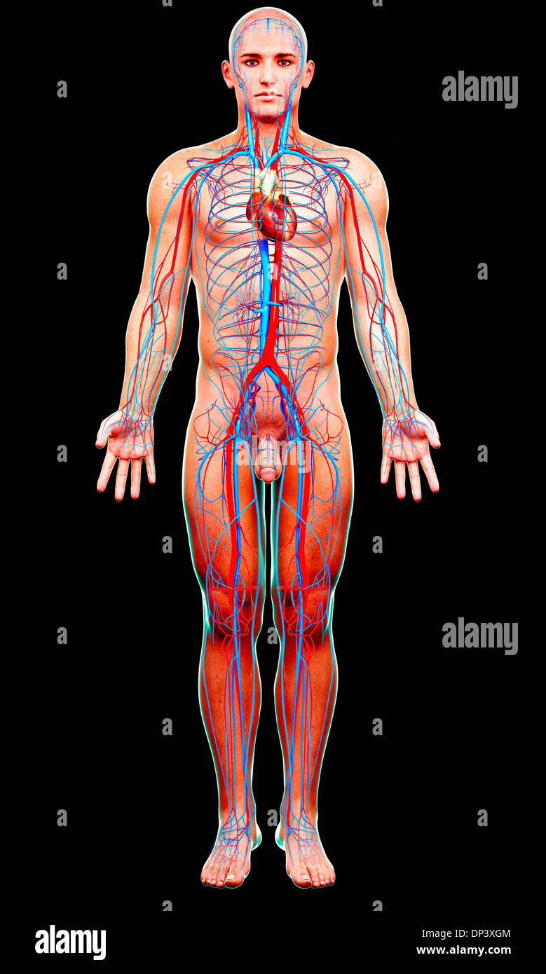 Vena femoral hi-res stock photography and images - Alamy