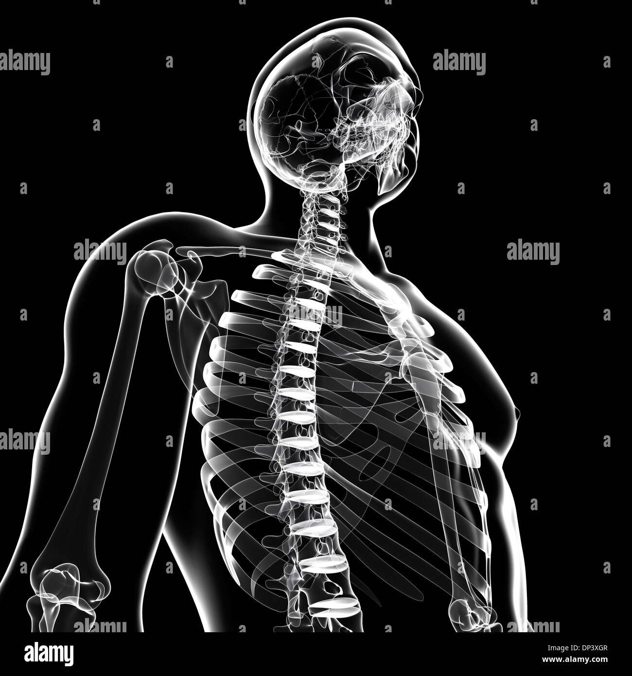 Human skull three quarter view Black and White Stock Photos & Images ...