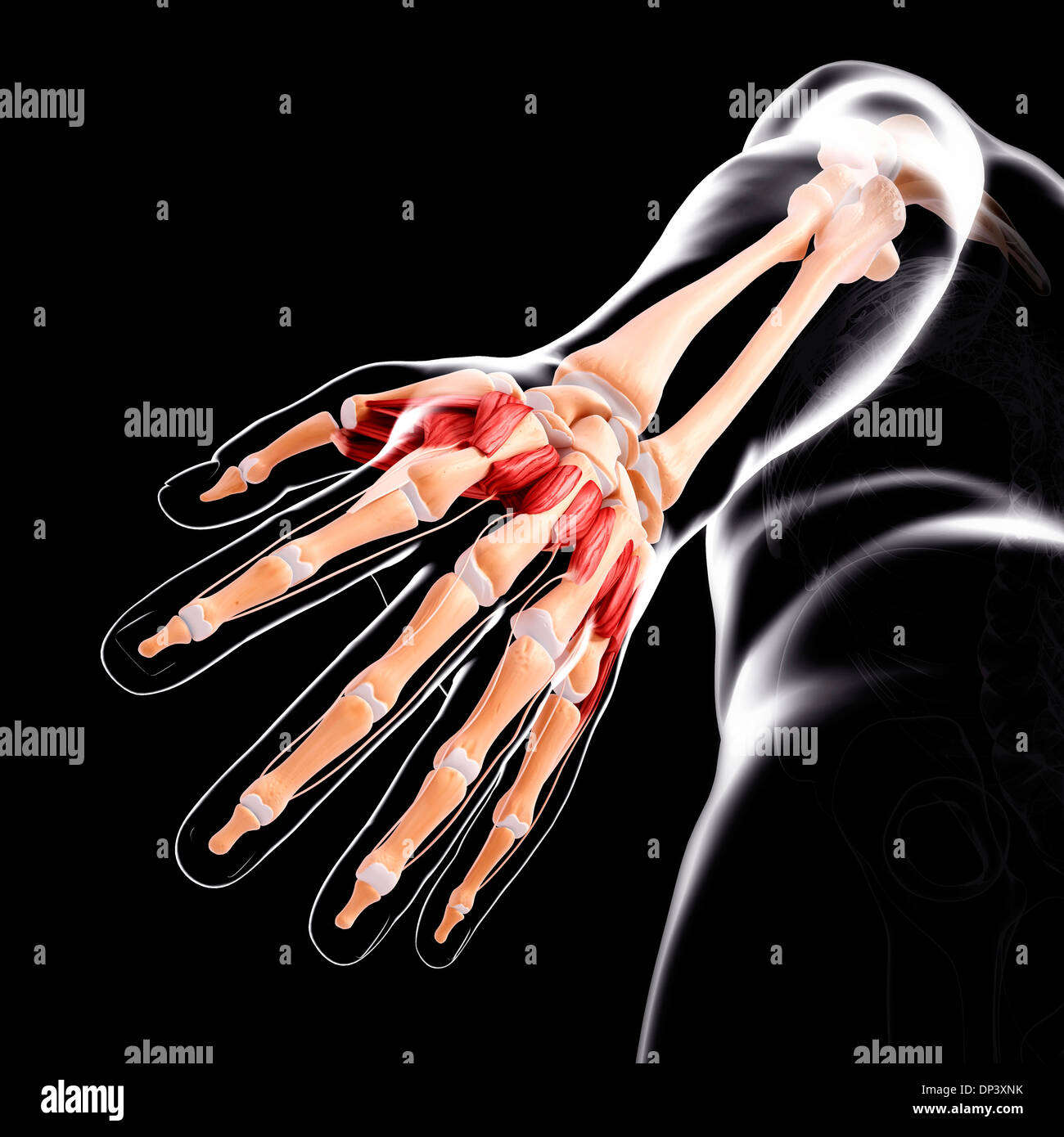 Human hand musculature, artwork Stock Photo - Alamy