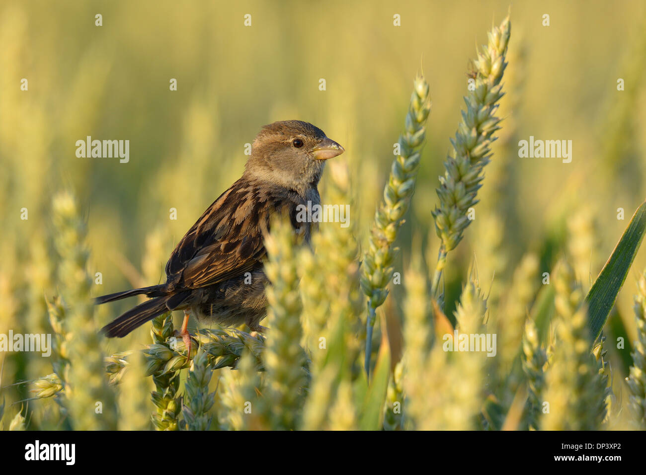 Male House Sparrow (Passer domesticus) in Wheat Field, Hesse, Germany ...