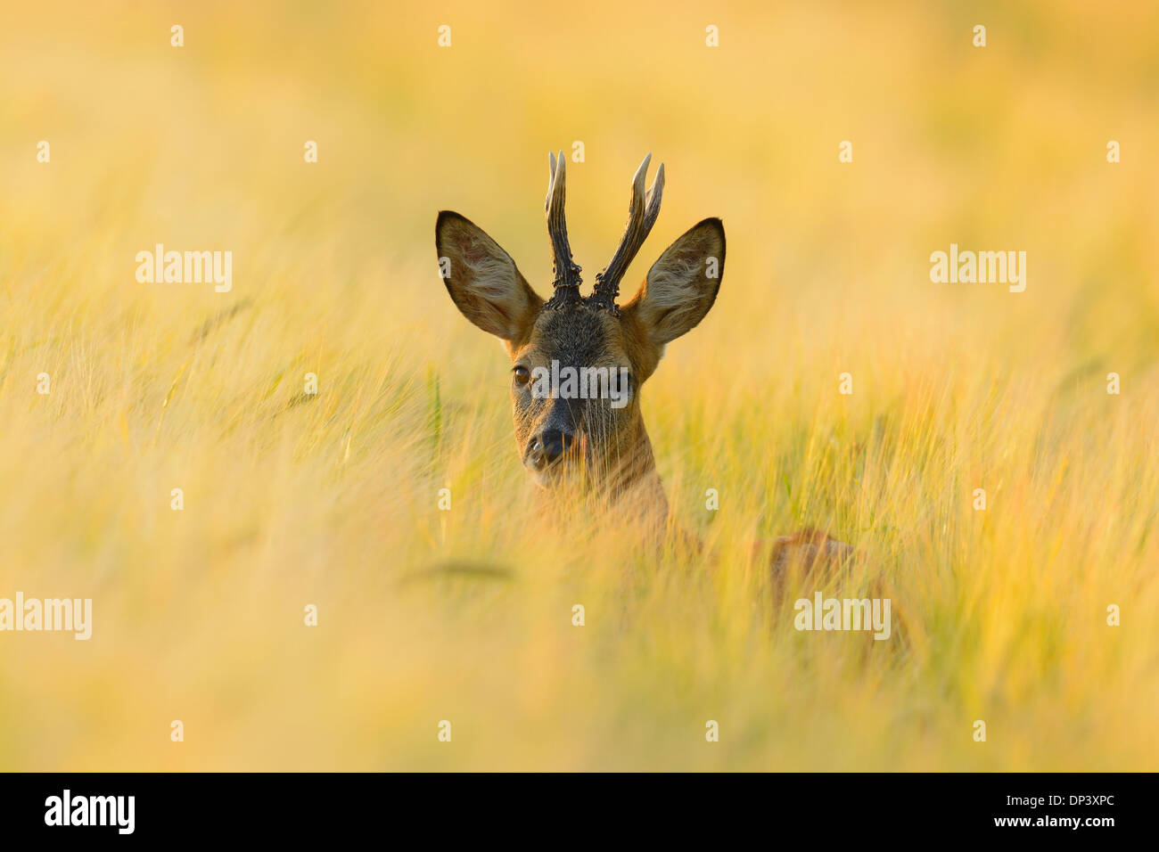 European Roebuck (Capreolus capreolus) in Barley Field in Morning in ...