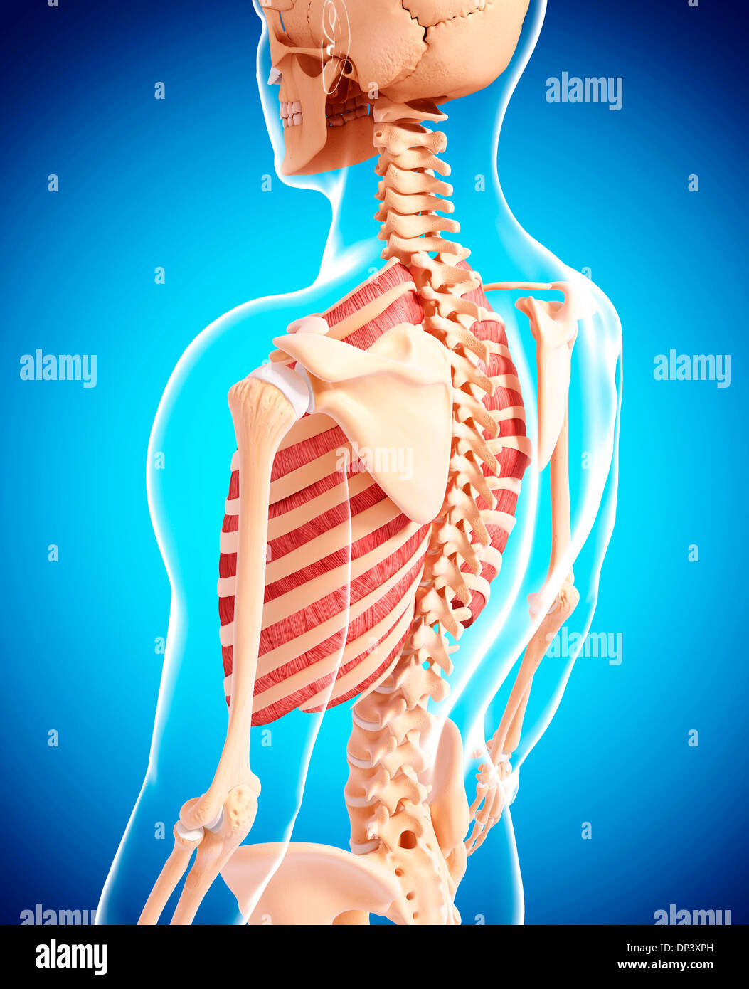 Rear view human spine scapula hi-res stock photography and images - Alamy