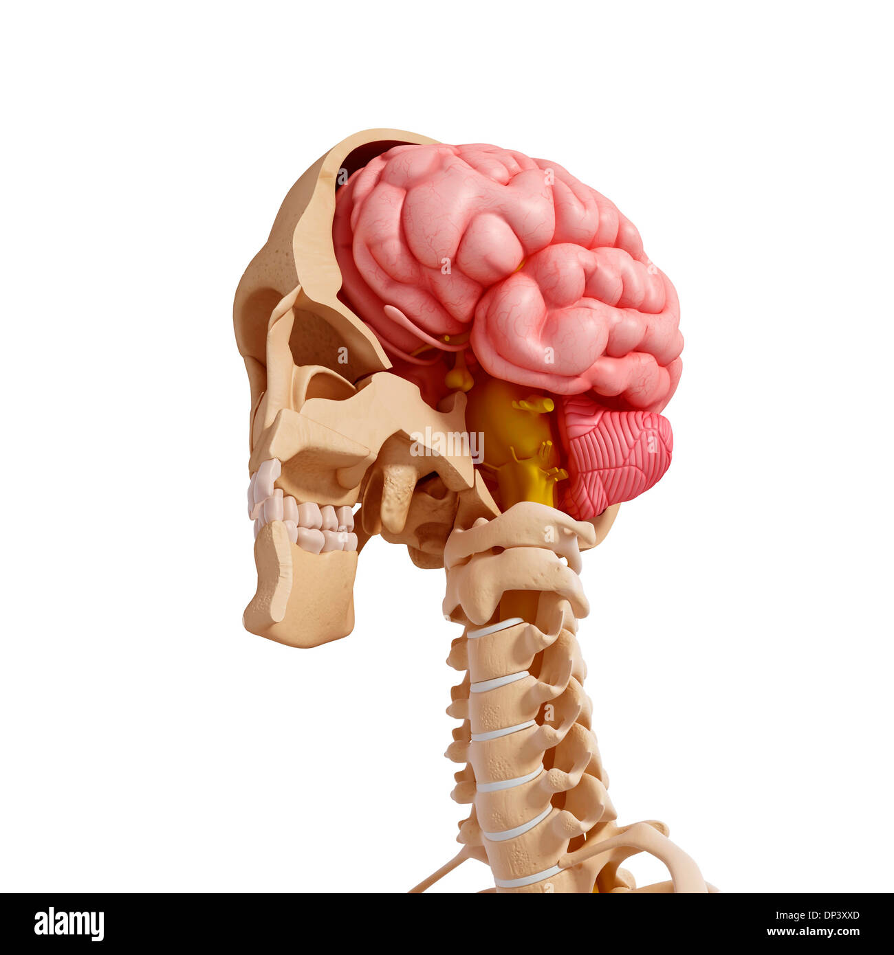 Human anatomy, artwork Stock Photo - Alamy