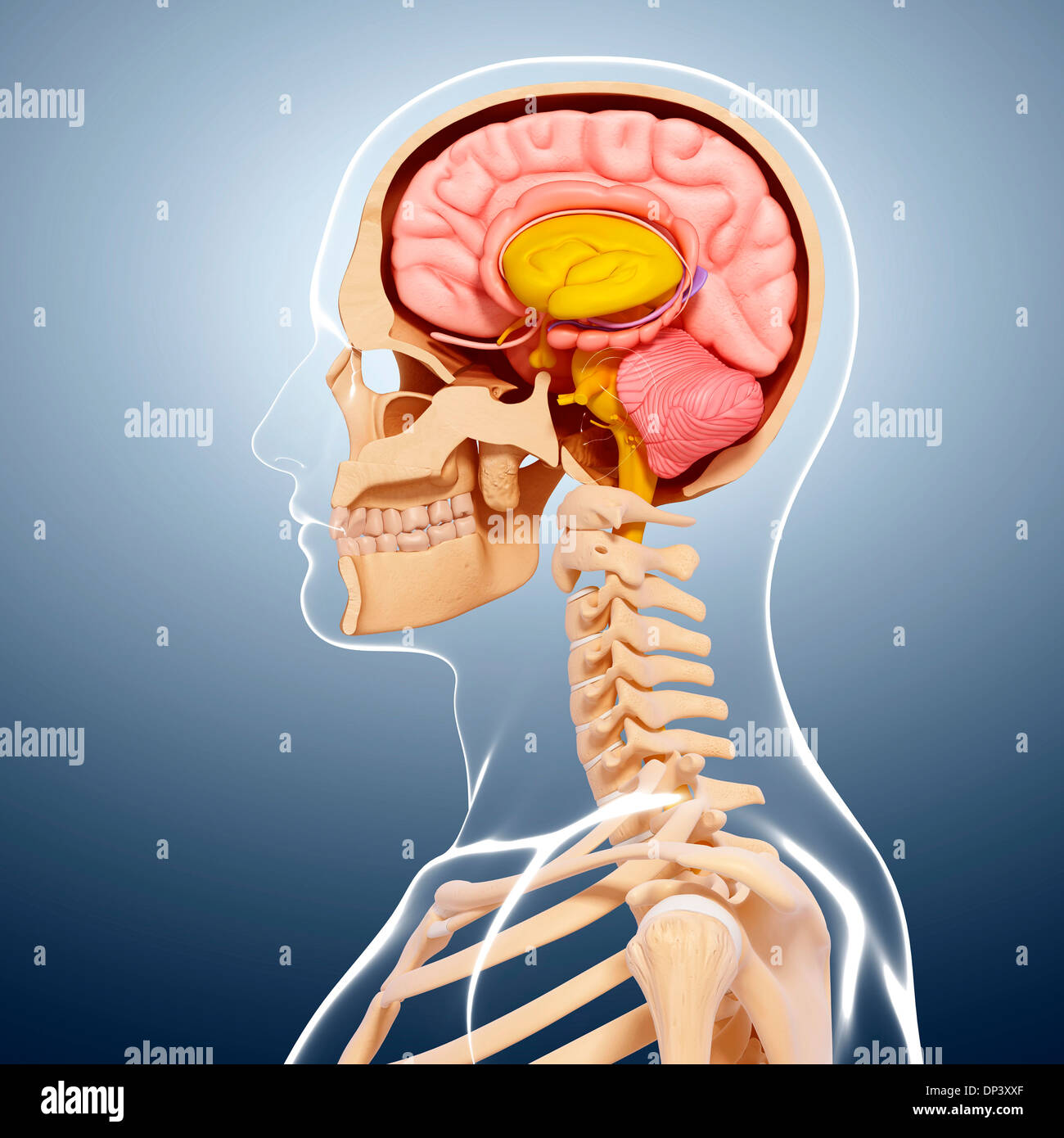 Corpus callosum cross section hi-res stock photography and images - Alamy