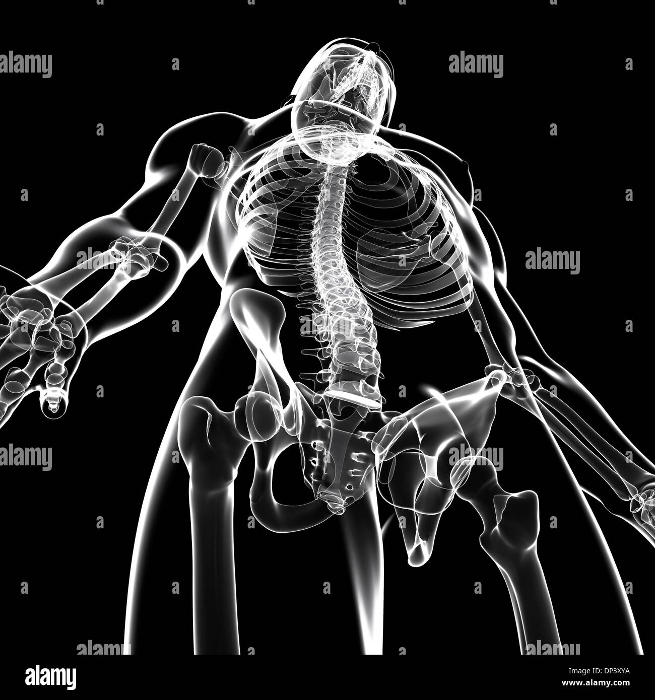 Male skeleton, artwork Stock Photo - Alamy