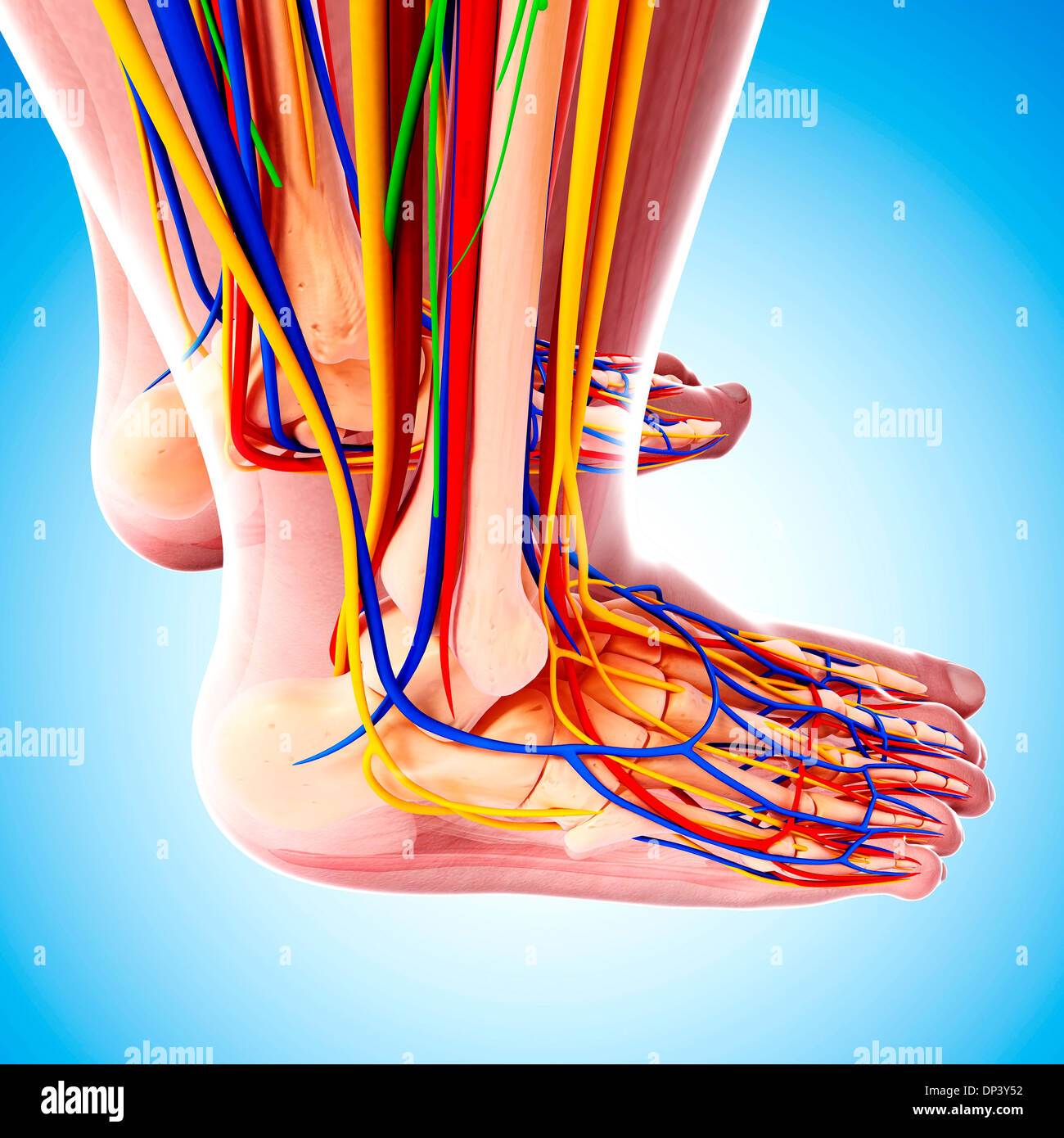 Human foot anatomy, artwork Stock Photo - Alamy