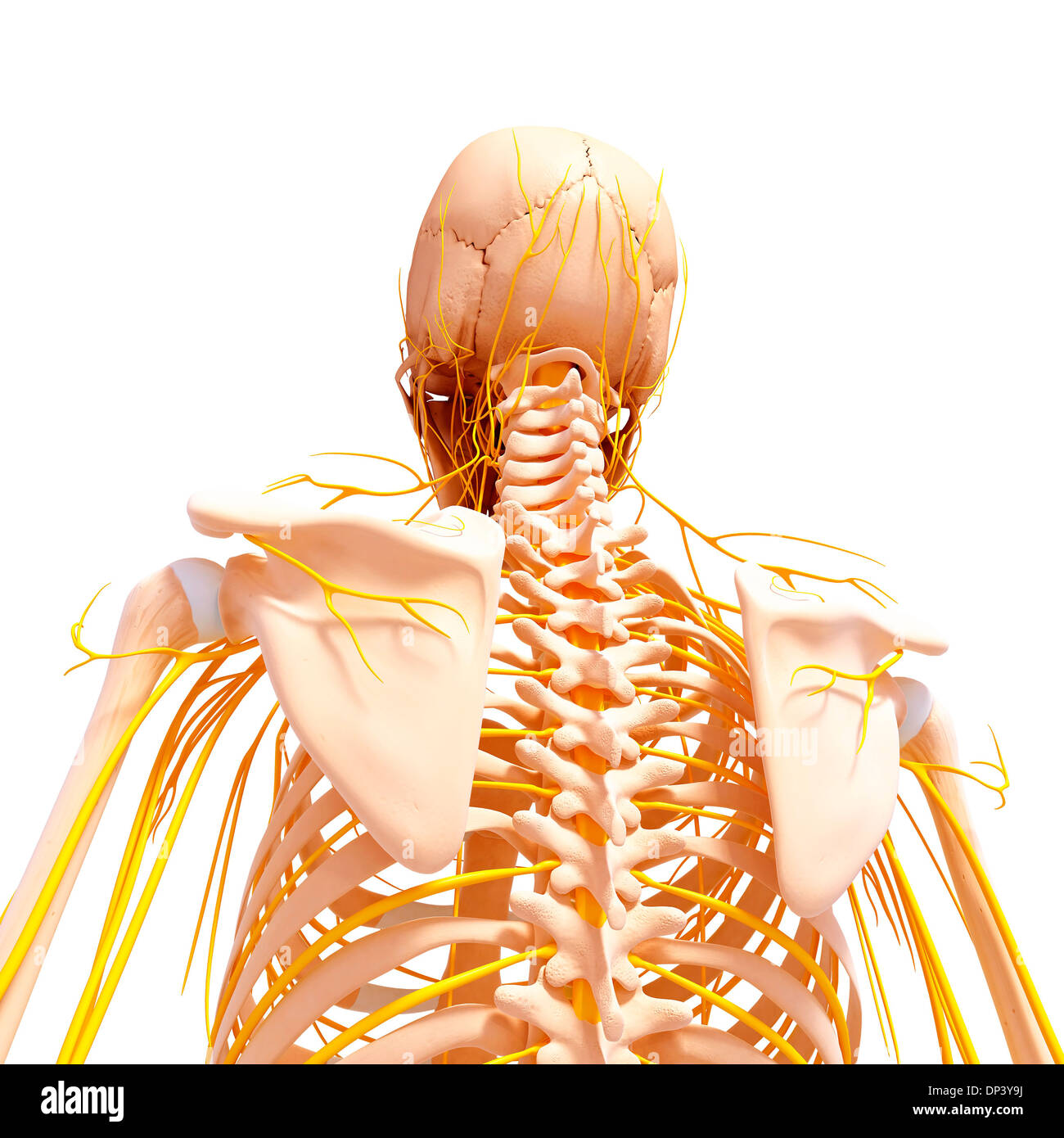 Human nervous system, artwork Stock Photo - Alamy
