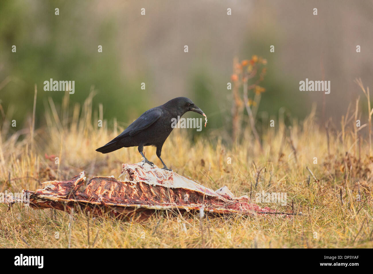 American crow feeding on a deer carcass Stock Photo - Alamy