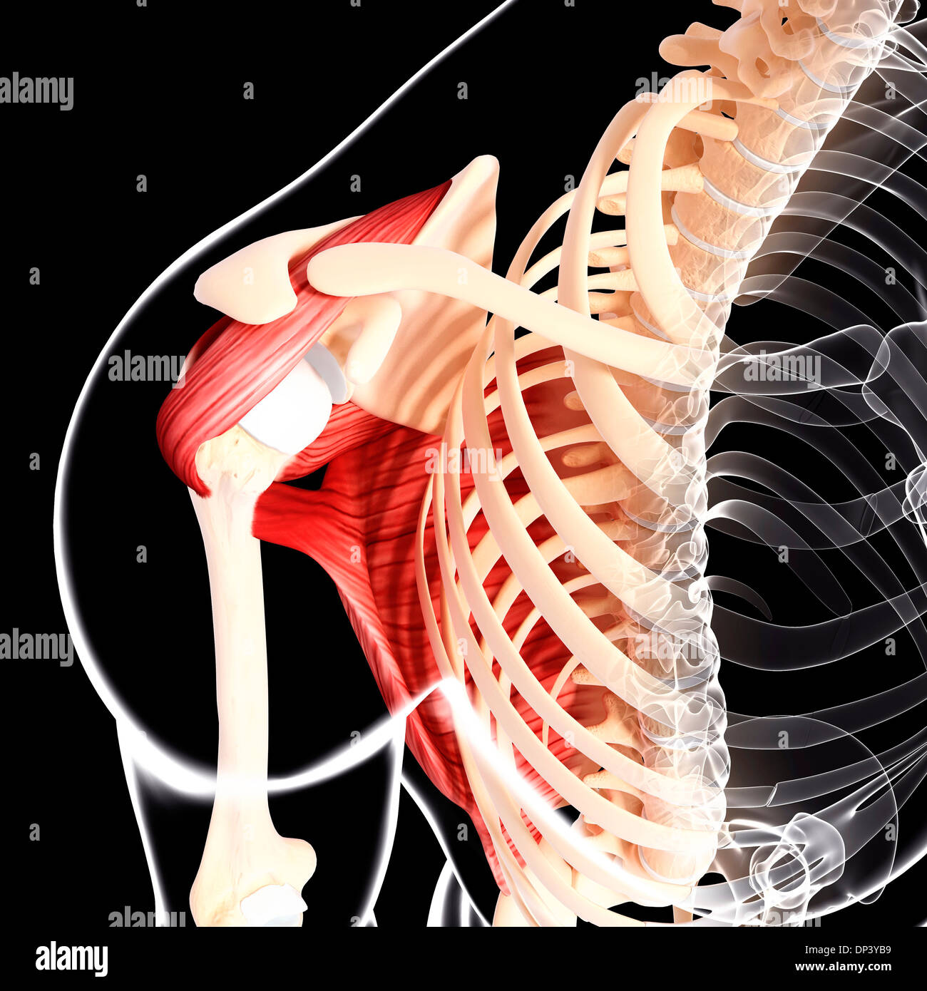 Human shoulder musculature, artwork Stock Photo - Alamy
