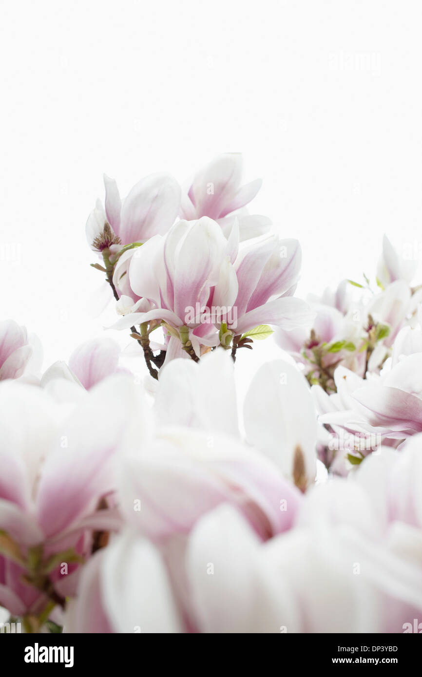 Magnoliales tree hi-res stock photography and images - Alamy