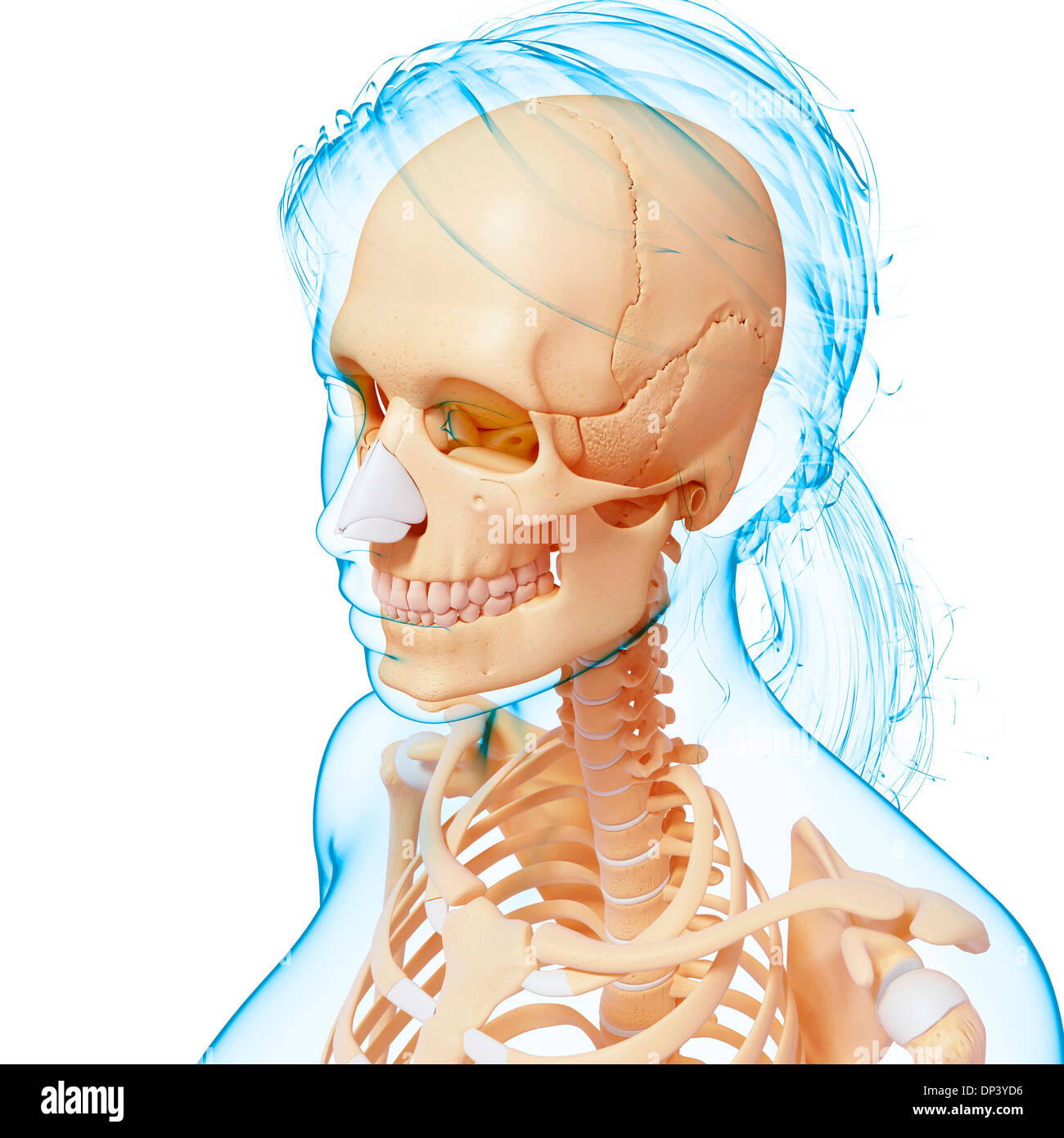 Female skeleton, artwork Stock Photo - Alamy