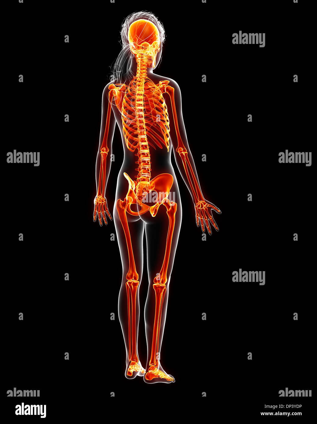 Female skeleton, artwork Stock Photo - Alamy