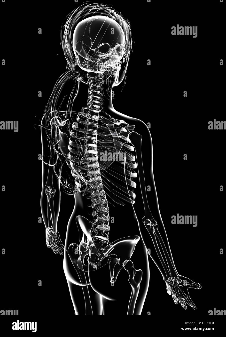 Female skeleton, artwork Stock Photo - Alamy