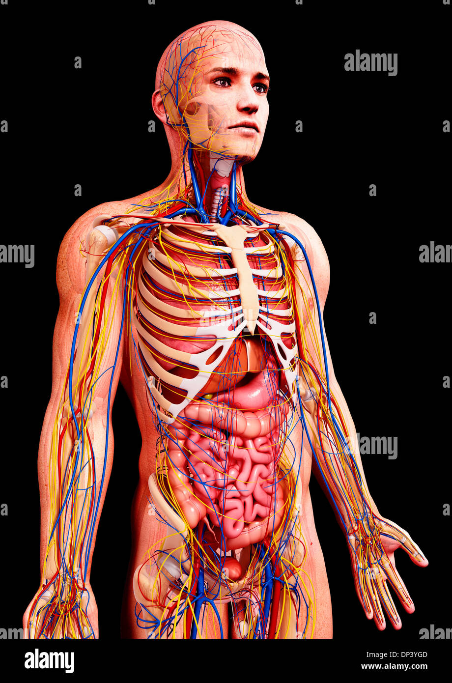 Male anatomy, artwork Stock Photo - Alamy