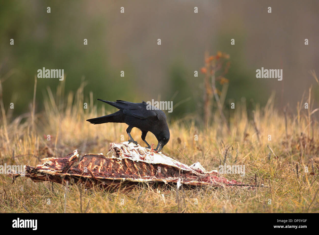 Wild crow feeding hi-res stock photography and images - Alamy