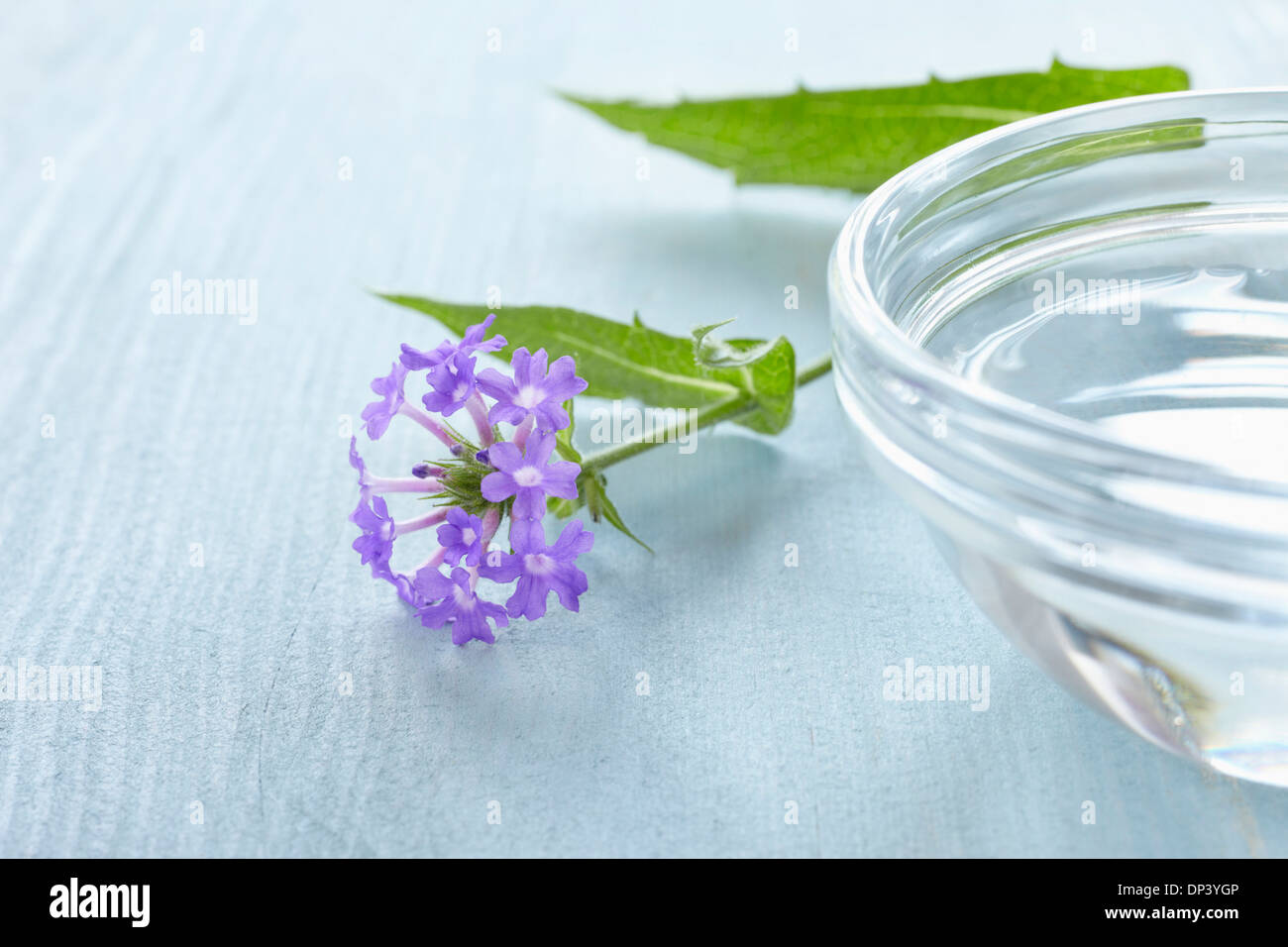 Still life of Bach flowers (Vervain) and bowl of water, Germany Stock ...