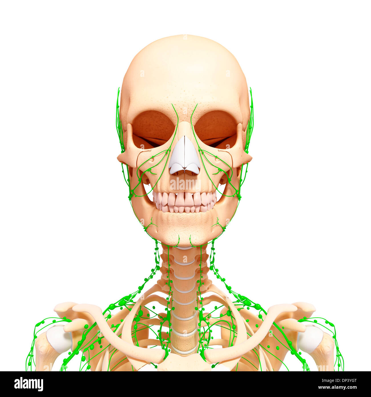 Human lymphatic system, artwork Stock Photo - Alamy