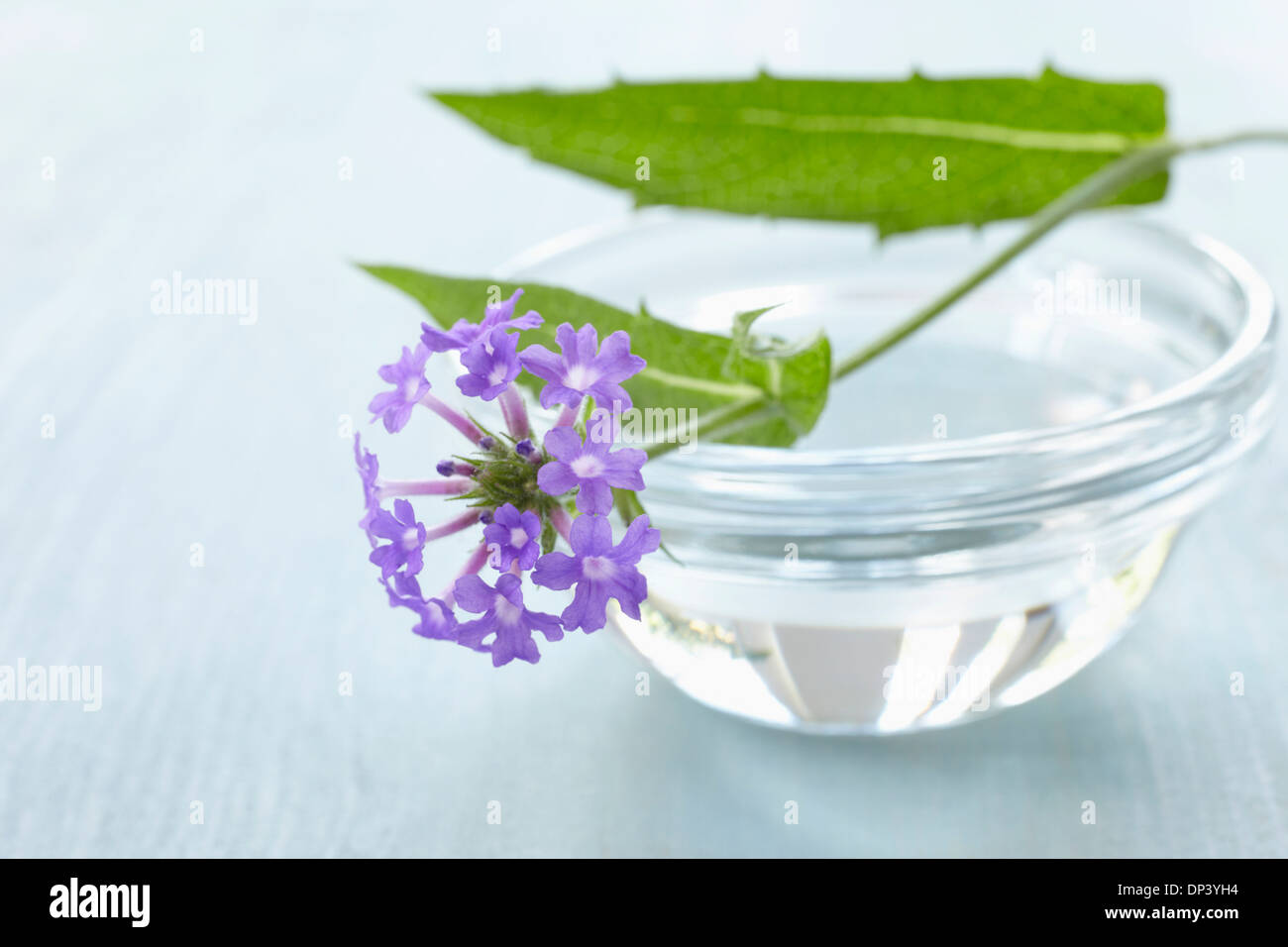Still life of Bach flowers (Vervain) and bowl of water, Germany Stock ...