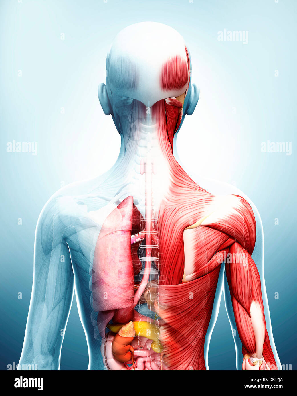 Trapezius anatomy hi-res stock photography and images - Alamy