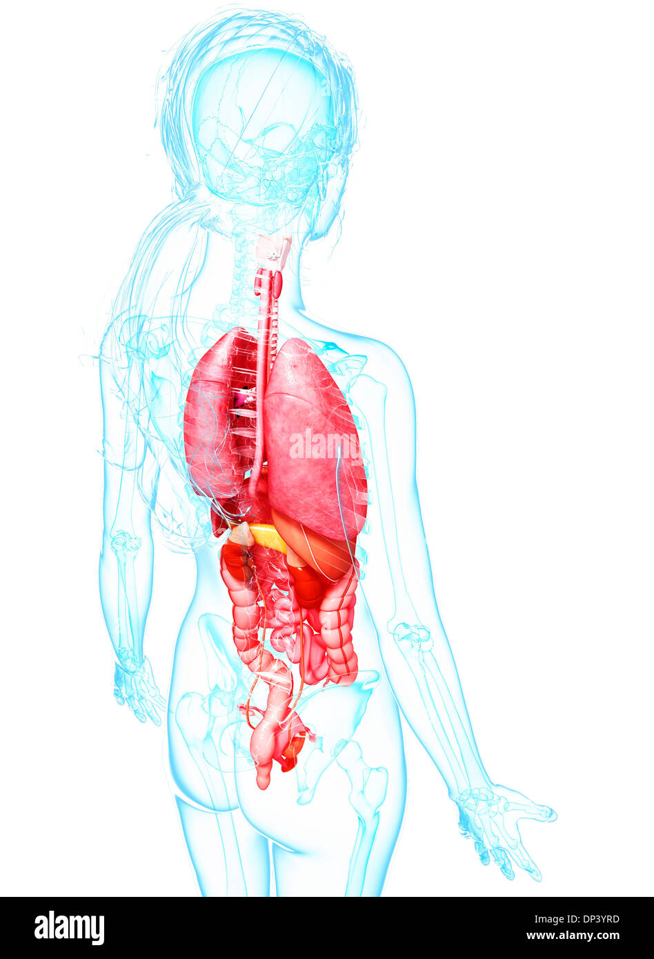 Female pancreas Cut Out Stock Images & Pictures - Alamy
