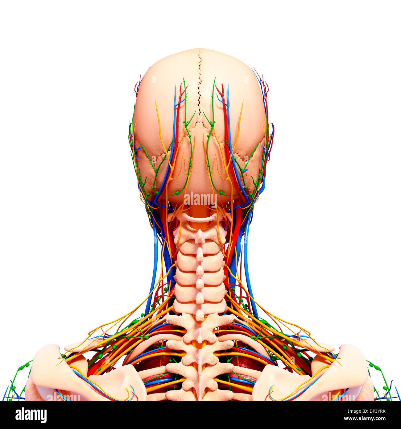 Human anatomy, artwork Stock Photo - Alamy