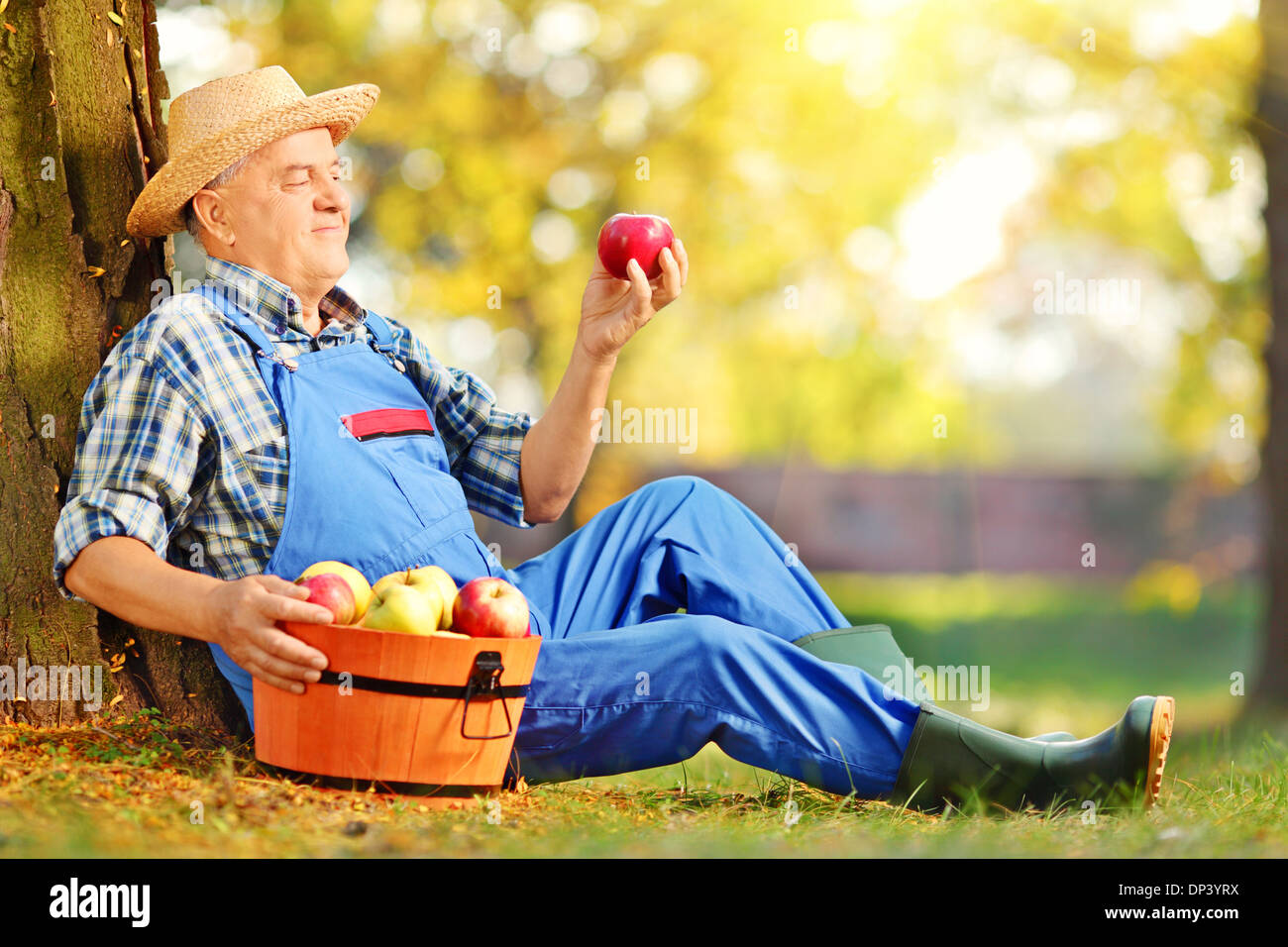 Agricultural worker in overalls with basket of harvested apples sitting ...
